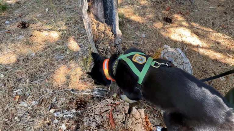 How Yosemite bear chasers keep the animals wild
