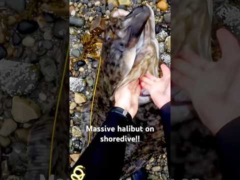 Can you guess the weight?? #halibut #spearfishing