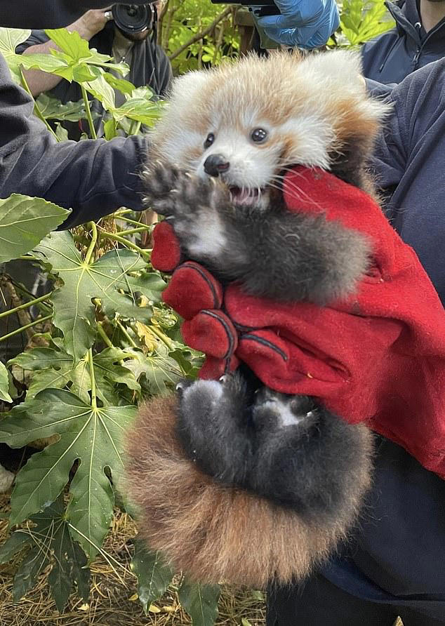 Labour council bans locals from using fireworks on Bonfire Night after ...