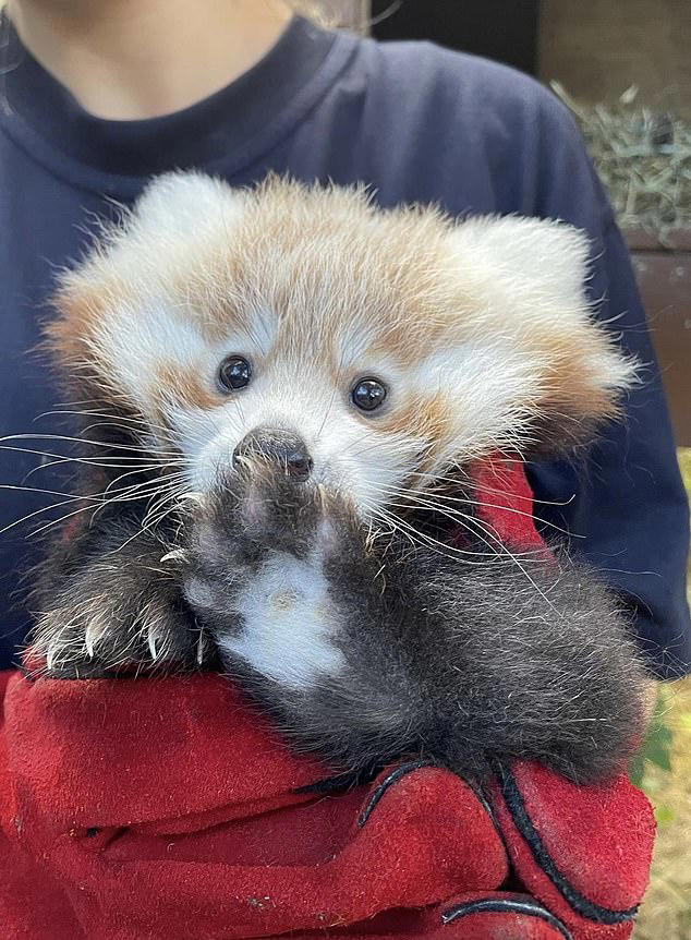 Labour council bans locals from using fireworks on Bonfire Night after ...