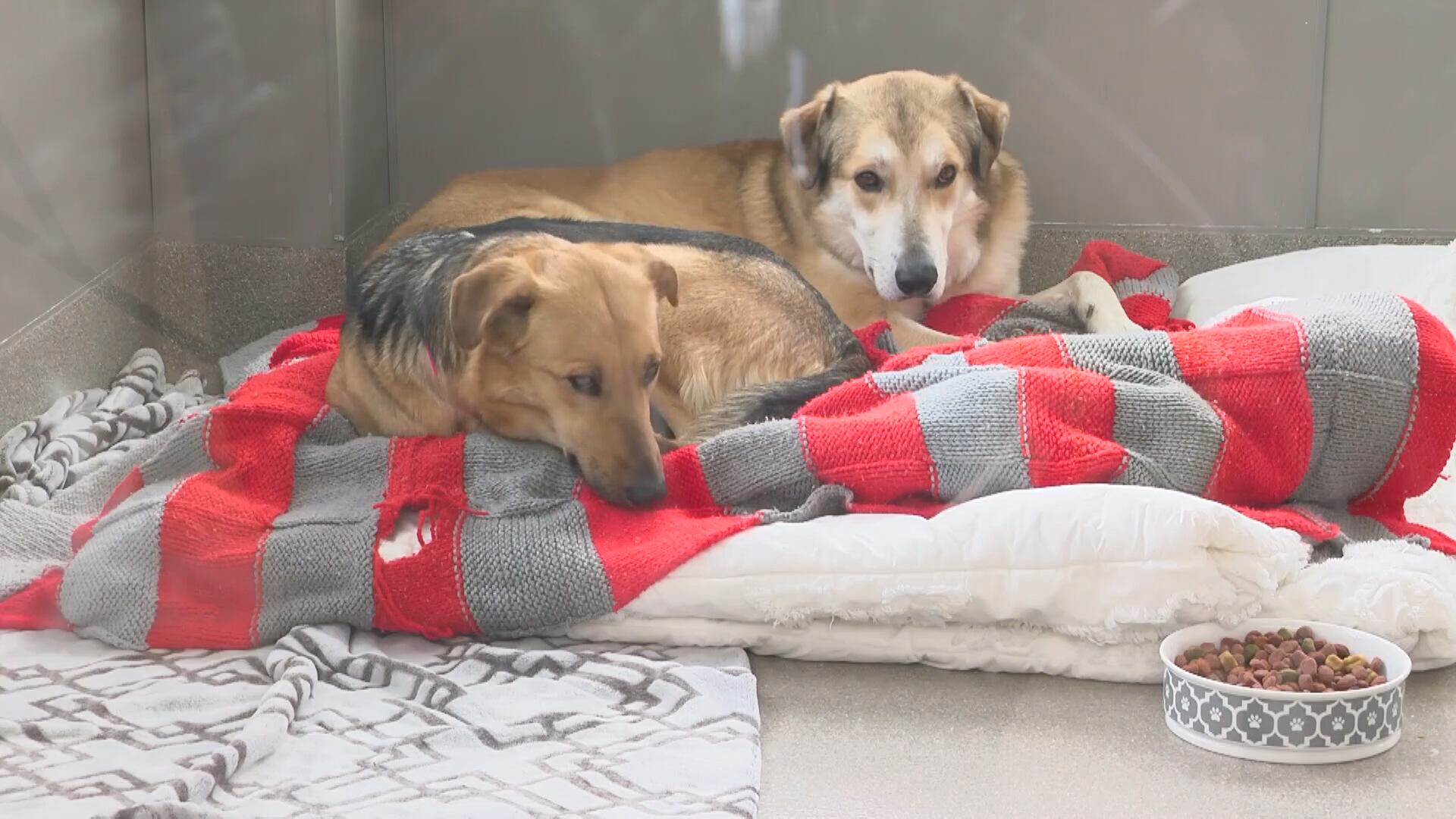 Future Las Vegas Valley animal shelter will serve growing population