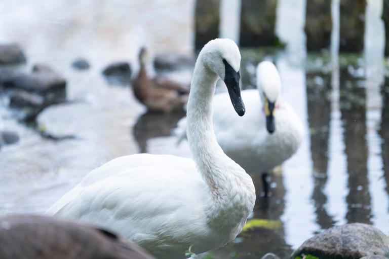 Iowa DNR calls trumpeter swans recovery a 'success story' for Iowa