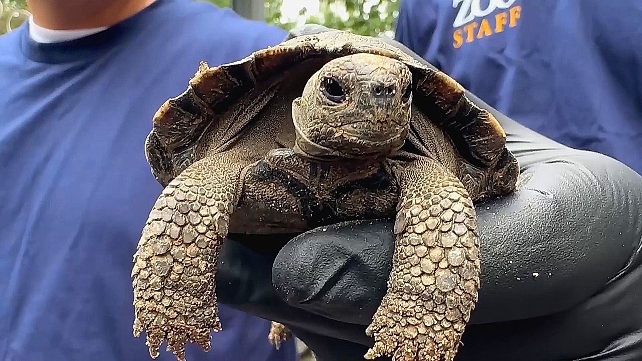 Critically endangered tortoises born to nearly 100-year-old parents at ...