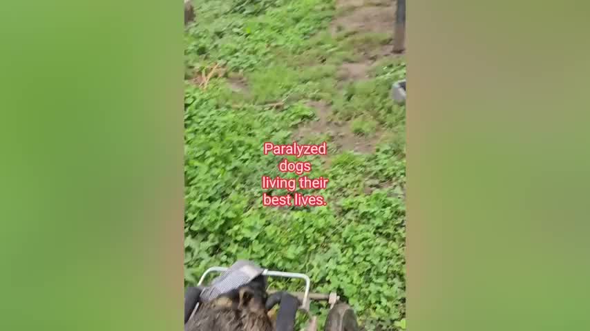 Watch Paralyzed Dogs Living Their Best Lives