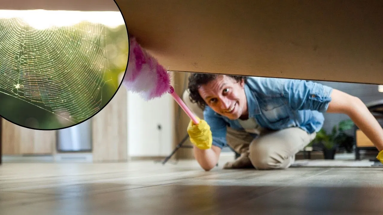Spiders Keep Making Webs at Home? Remove Them Permanently with These ...