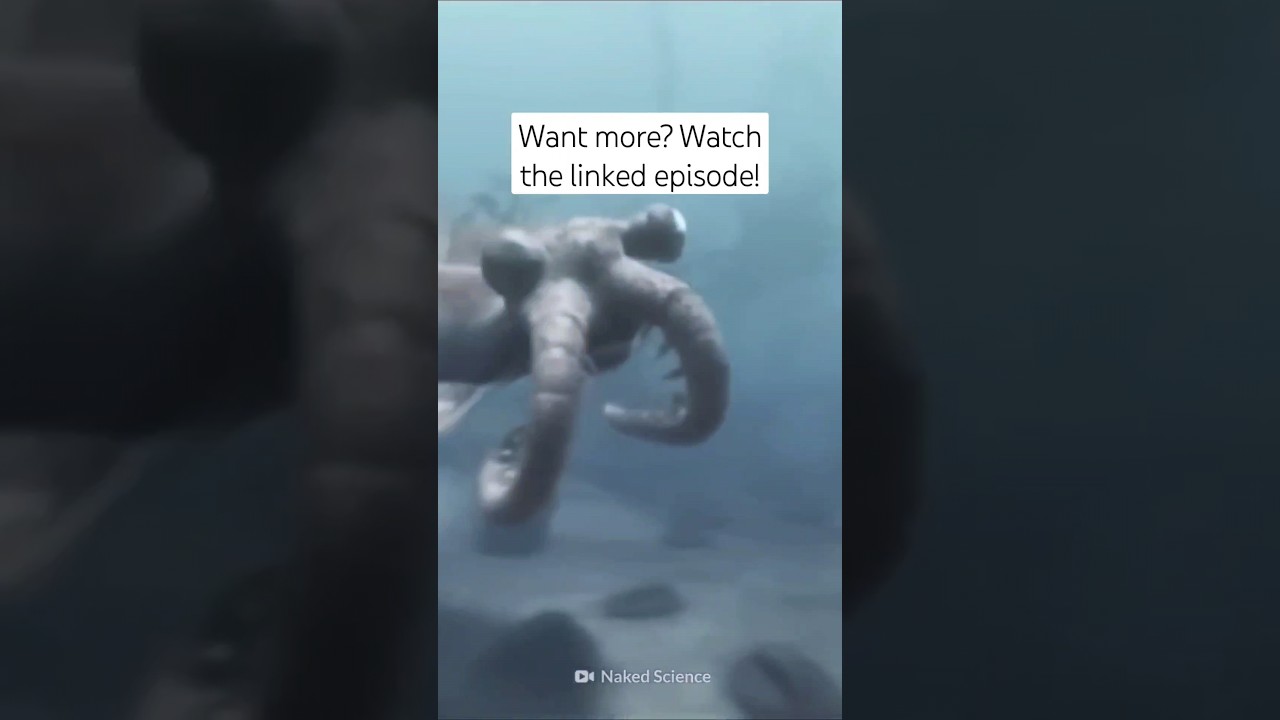 Why Eating in the Cambrian Era Would Be Deadly and Strange