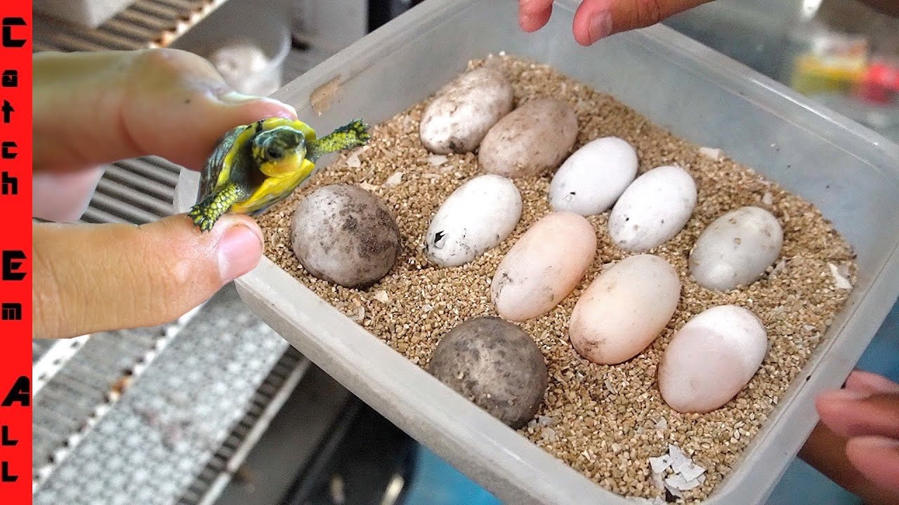 World’s Smallest Pet Turtle - Tiny Baby Hatchlings Revealed