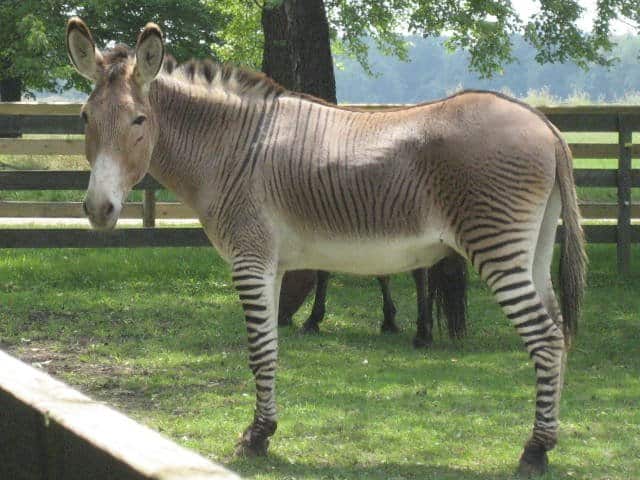 From Zonkeys to Wolphins: The Strangest Animal Hybrids