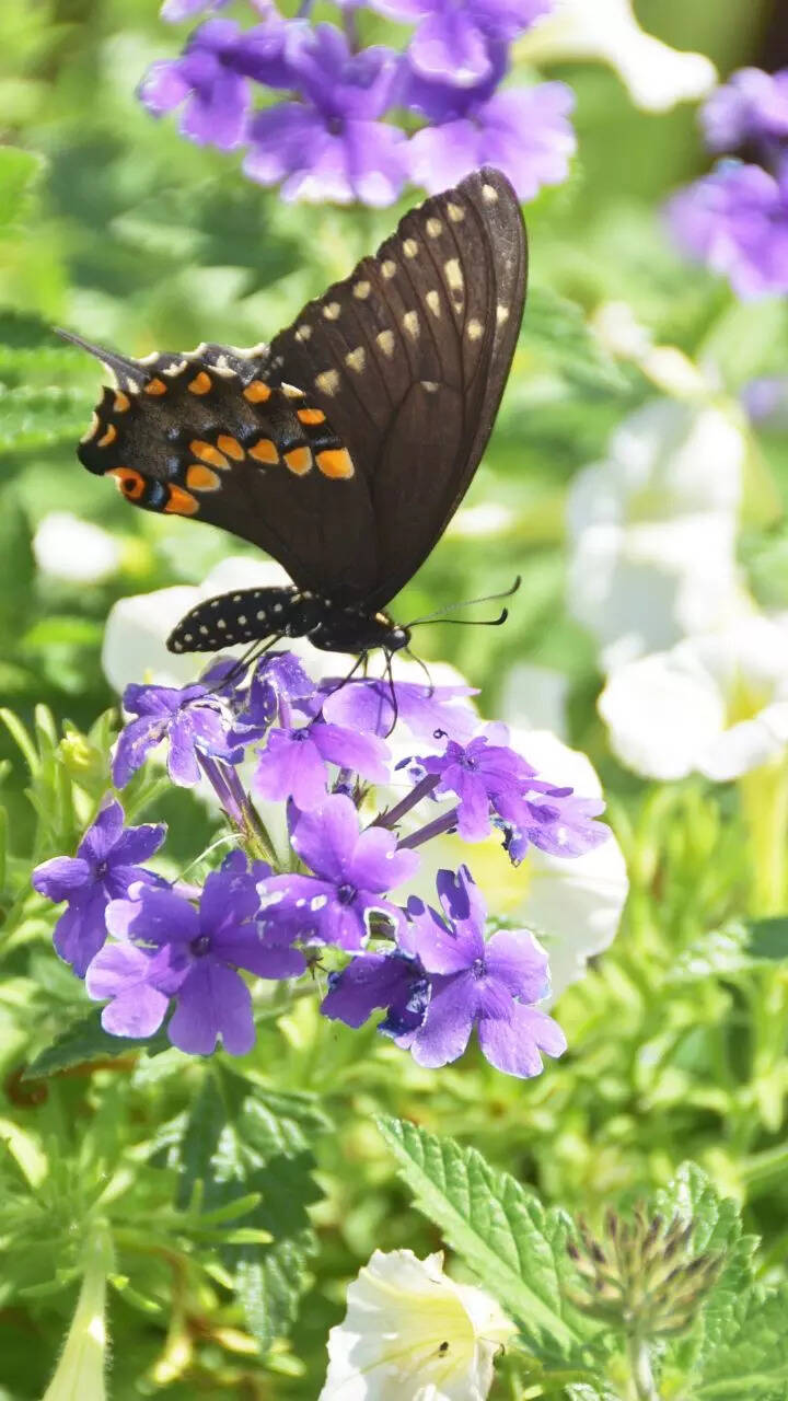 8 butterflies that are as rare as they are beautiful