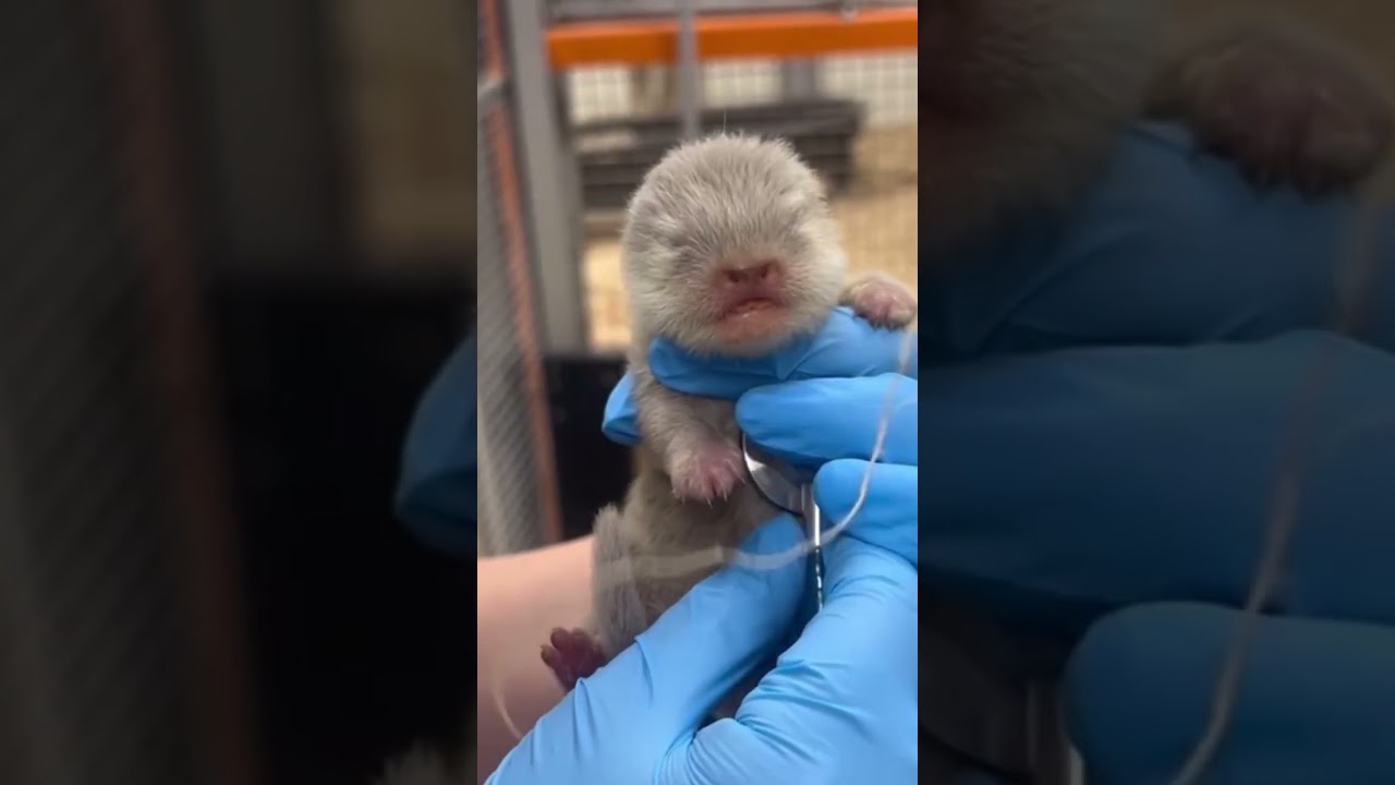 Why otters are the most lovable animals ever