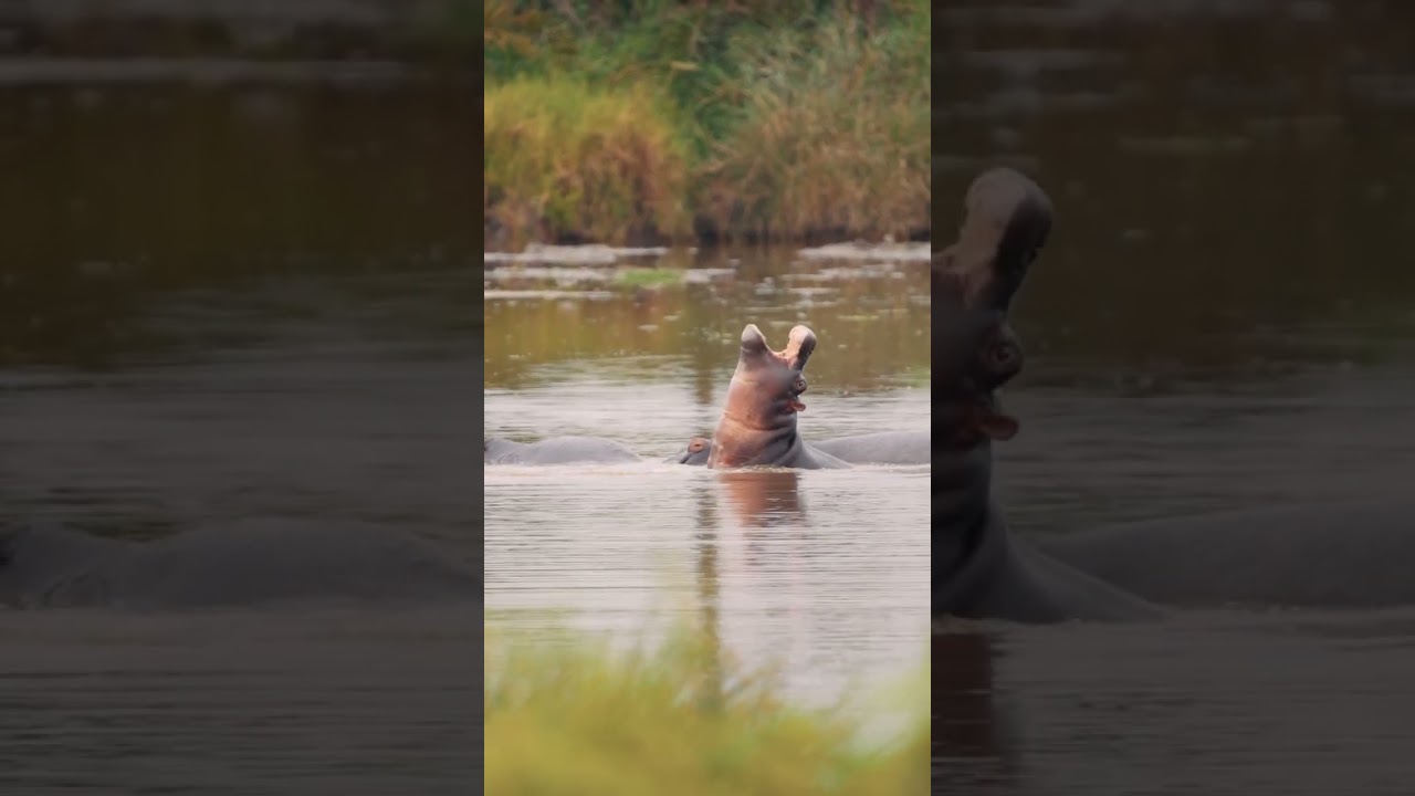 Playful baby hippo splashes and explores the riverbank