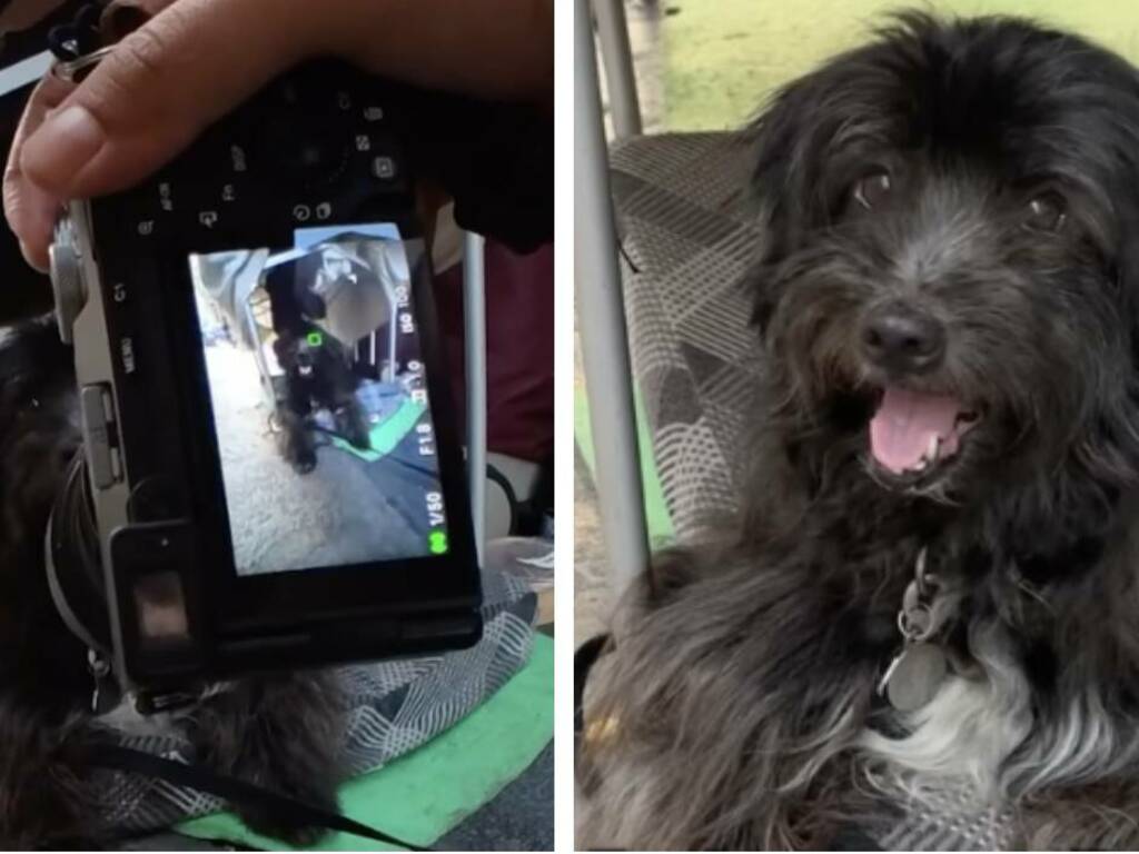 Doggo Daily a spasso per Genova: il fotografo influencer conquistato ...