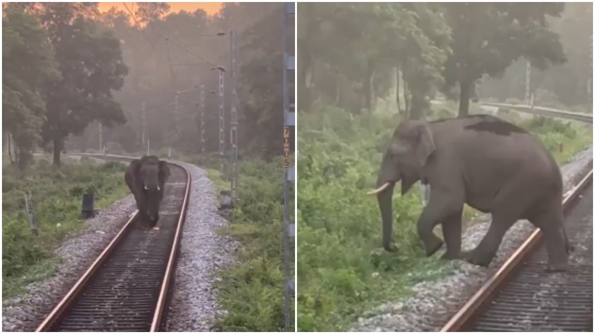 Train halts in North Bengal to save elephant on tracks, IFS officer ...