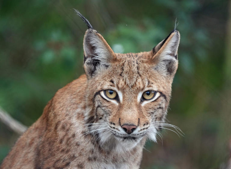 Baron bald frei - Aufgepäppelter Luchs wird ausgewildert