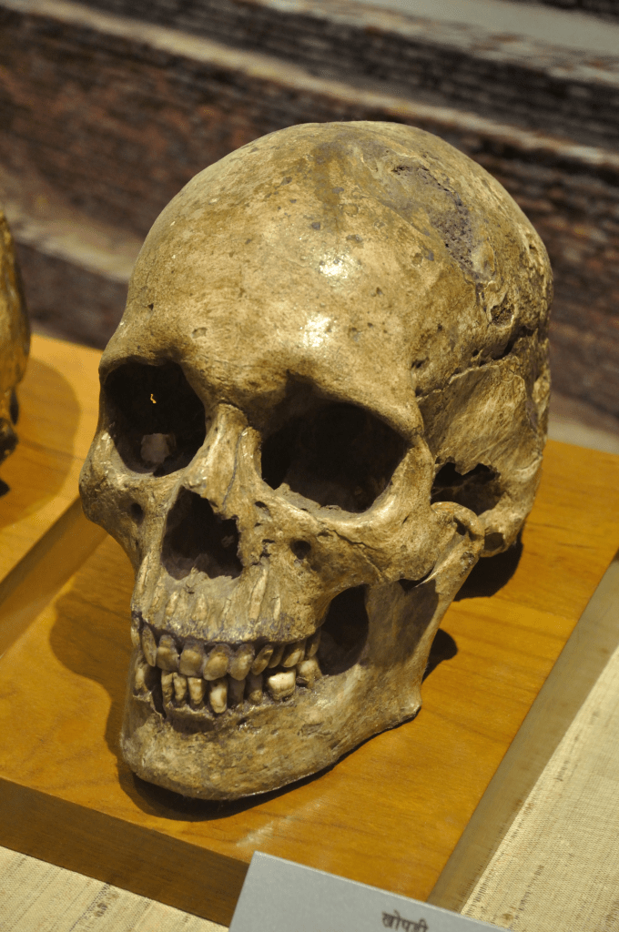 Surprising Skull Scan Pushes Back Human–Neanderthal Contact by 100,000 ...