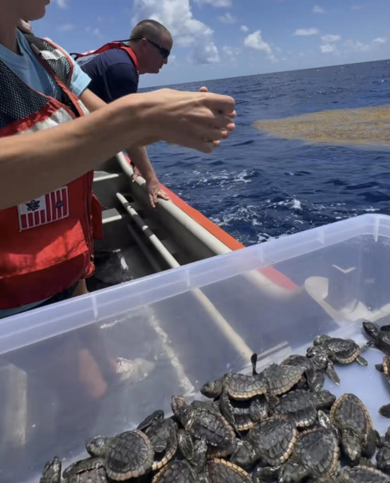 Woman Walking Beach At Night Finds Dozens Of Babies Lost Far From Home