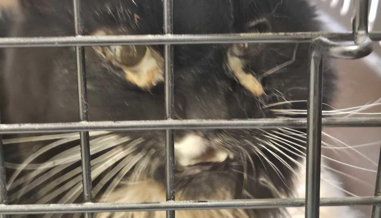 'Deplorable, Inhumane:' 45 Animals Rescued From NJ Home, Officials Say ...