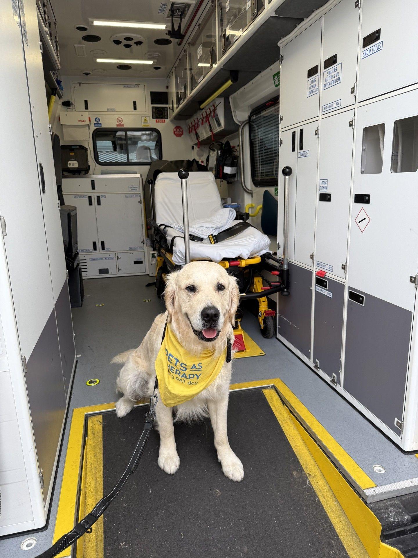 Celebrating International Dog Day: Rupert Brings Comfort, Joy and ...