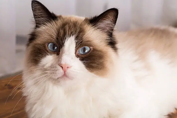 Gatos podem ajudar na luta contra o Alzheimer, diz estudo