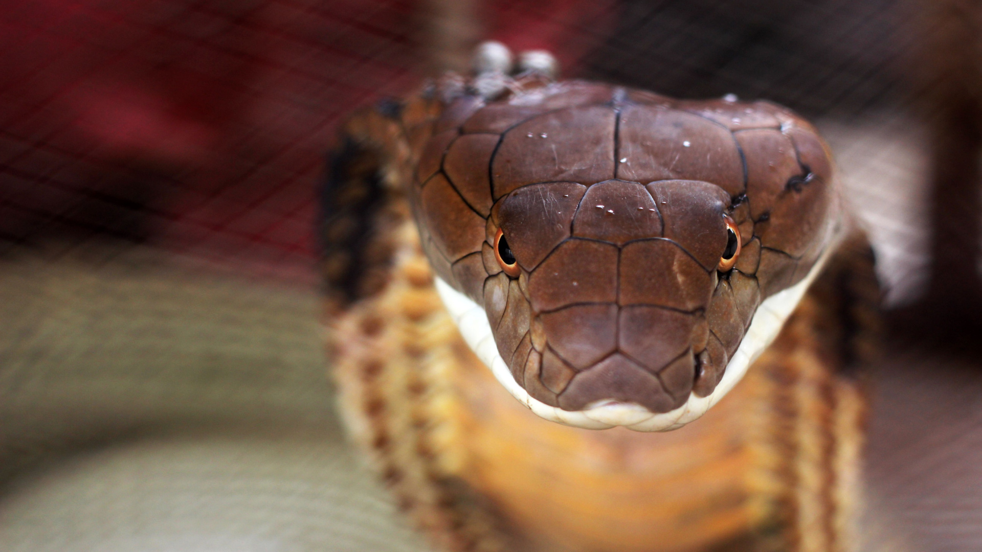 11 Of The World’s Most Venomous Animals