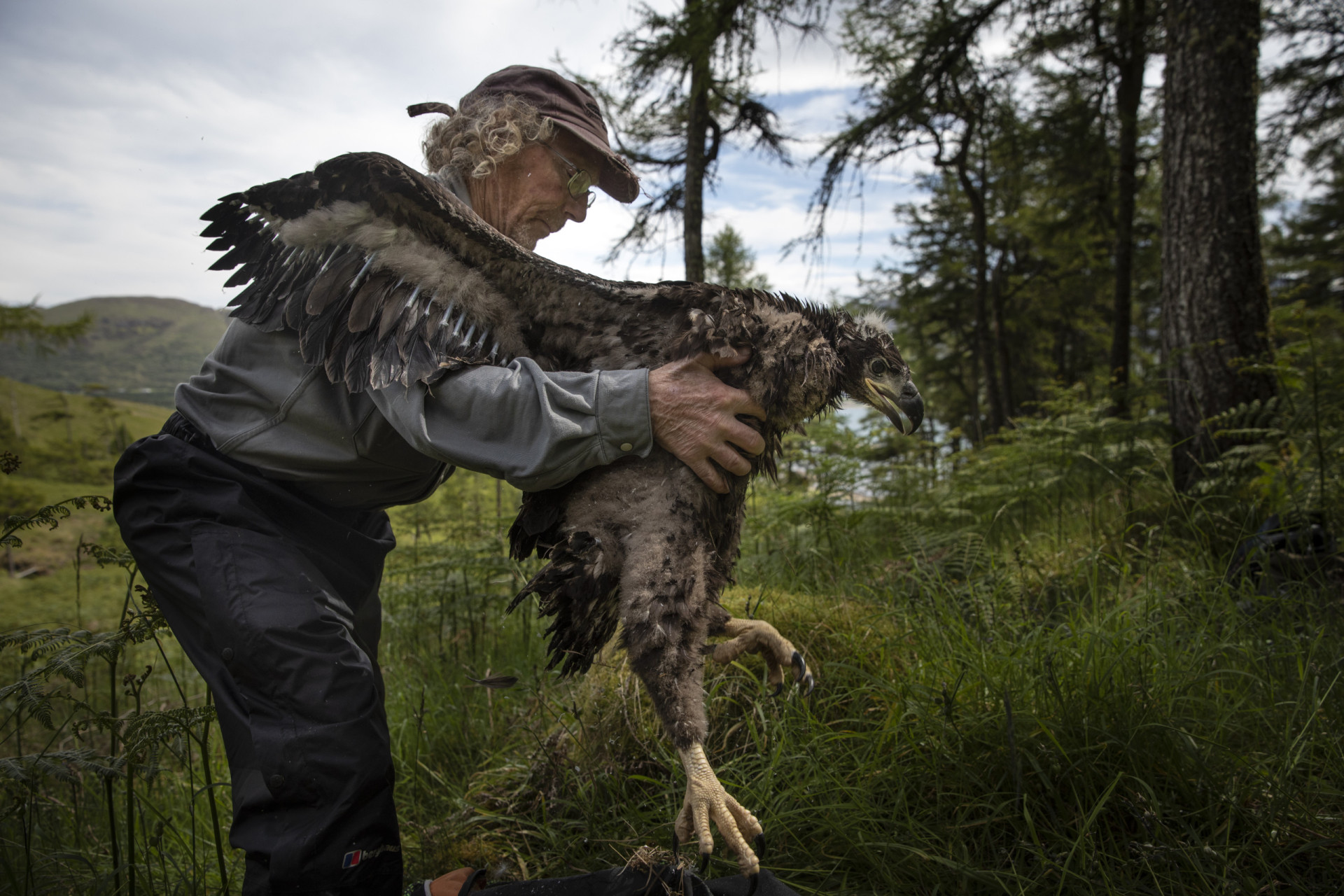Successful wildlife species reintroduction programs