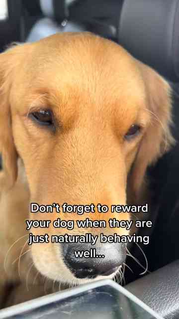 Rewarding Your Dog for Good Behavior the Right Way