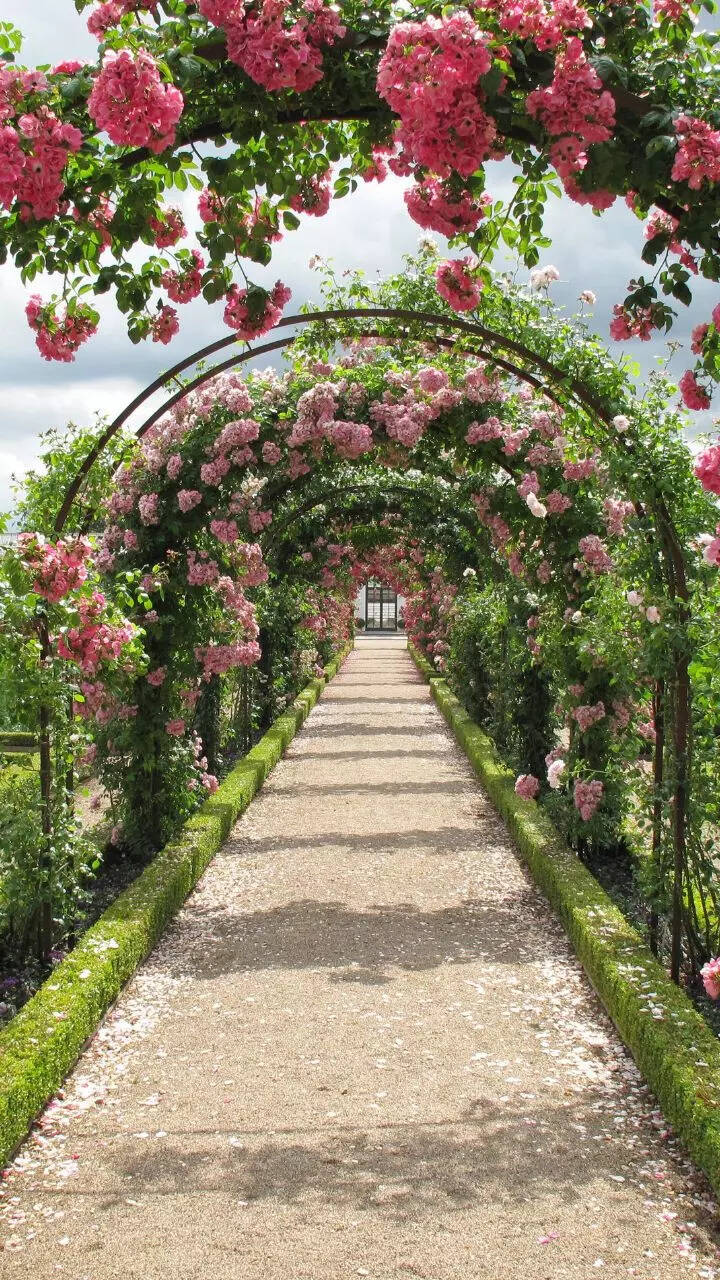 Timeless rose garden bed ideas for a classic look