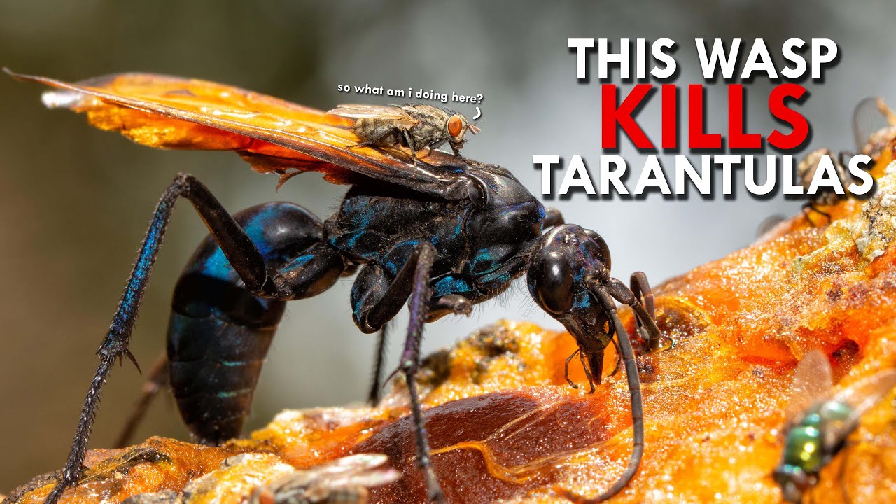 Tarantula Hawk Wasps: Nature’s Most Painful Sting