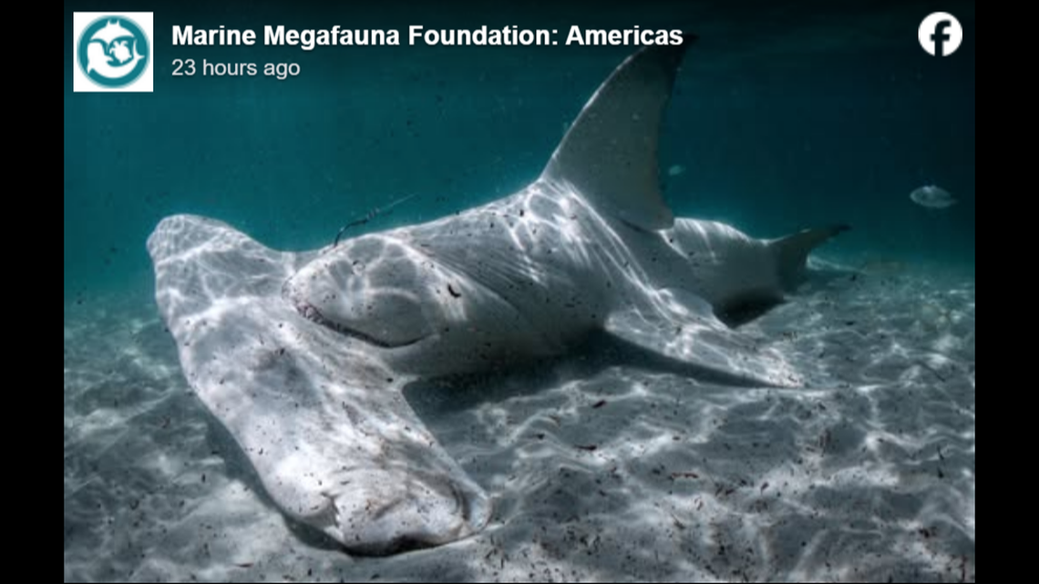 11-foot shark found dead off South Florida. Clue was in its mouth ...