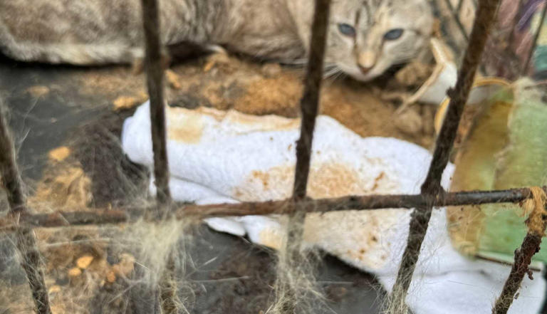 'Deplorable, Inhumane:' 45 Animals Rescued From NJ Home, Officials Say ...