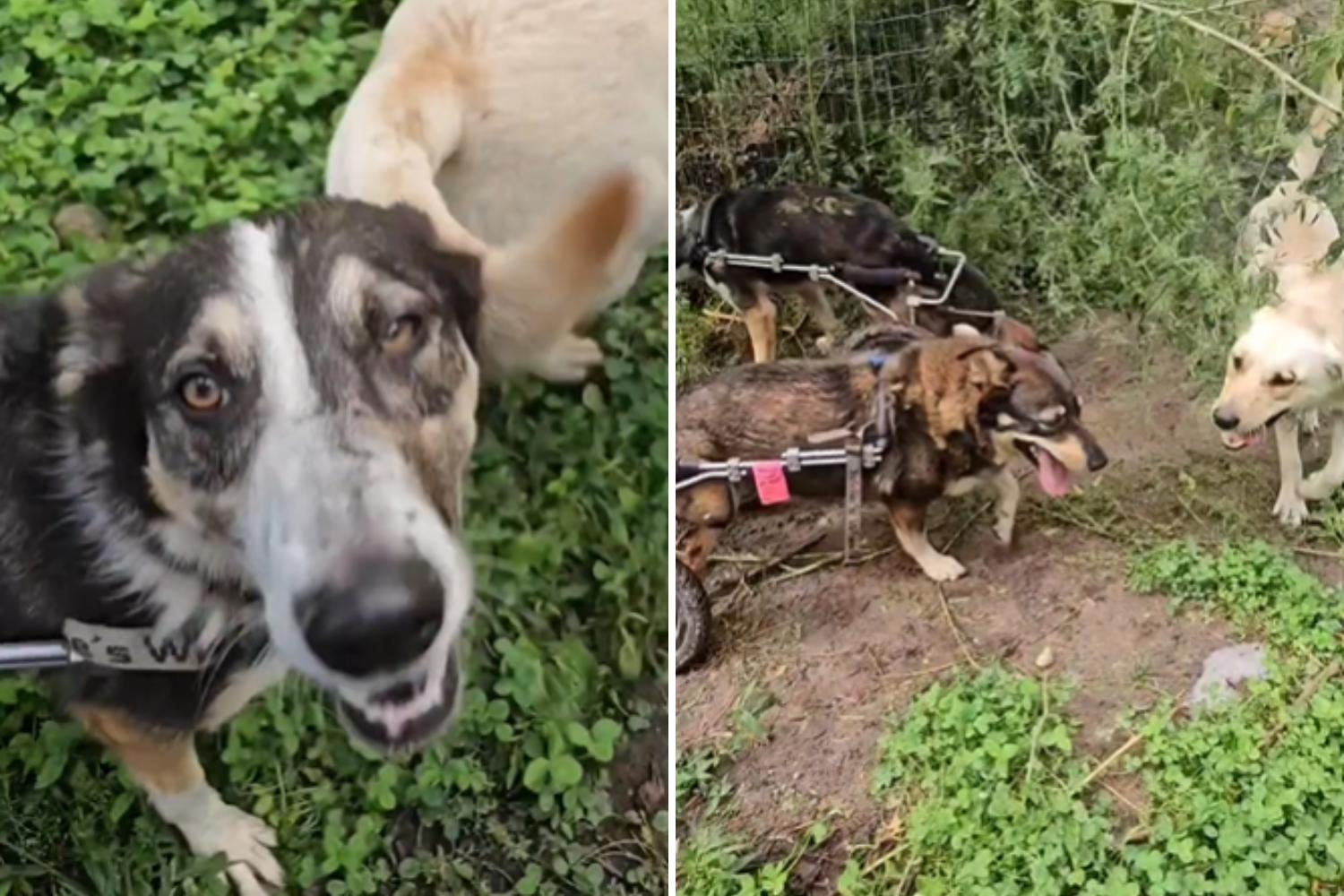 Hearts melt as paralyzed dogs living their "best lives" together