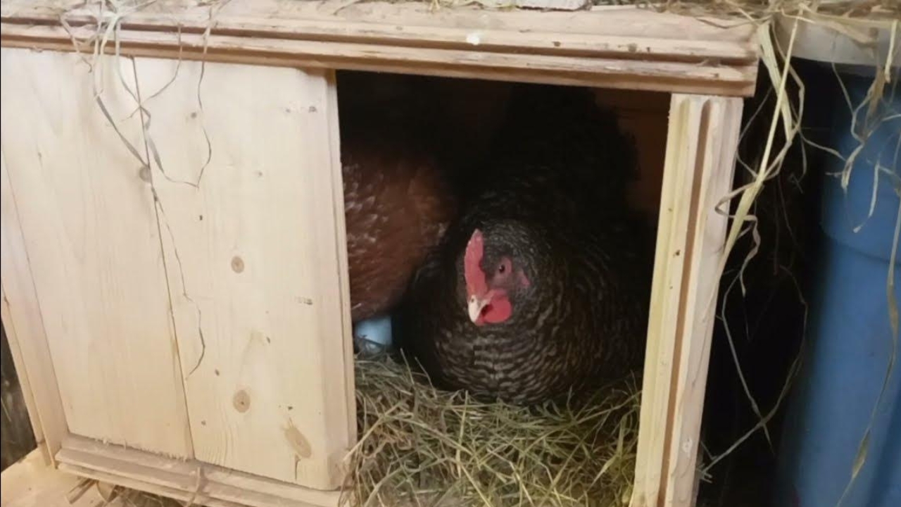 9 Things That’ll Ruin a Nesting Box Setup Fast