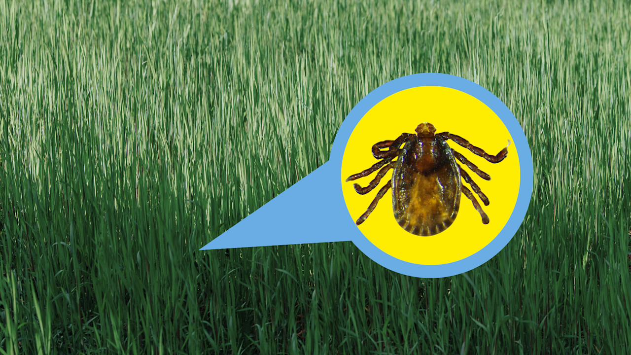 Self-replicating tick that can spread disease continues to spread in N ...