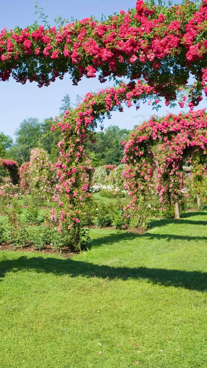 Timeless rose garden bed ideas for a classic look