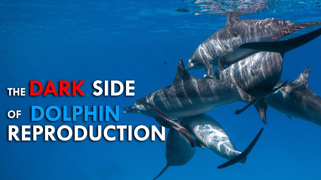 The Dark Side of Dolphins: Ocean’s Undercover Bullies