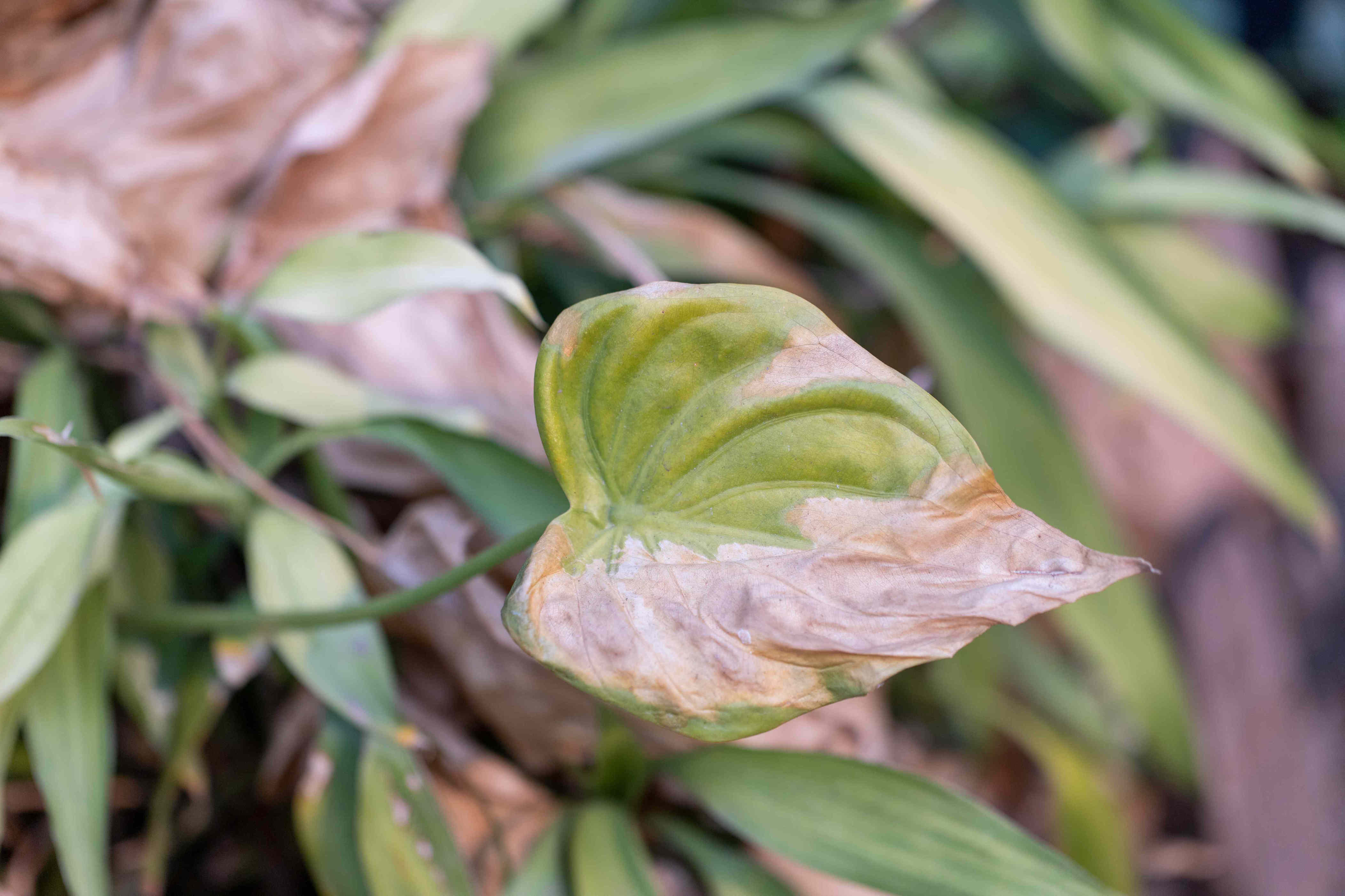 Does Your Pothos Have Brown Spots? 5 Tips to Try for a Quick Fix