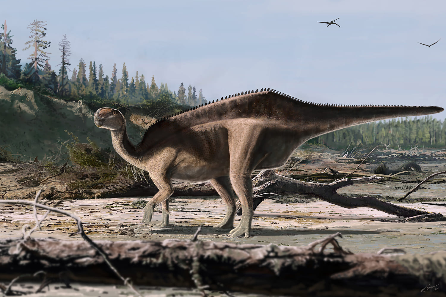 New species of dinosaur with a sail on its back is discovered