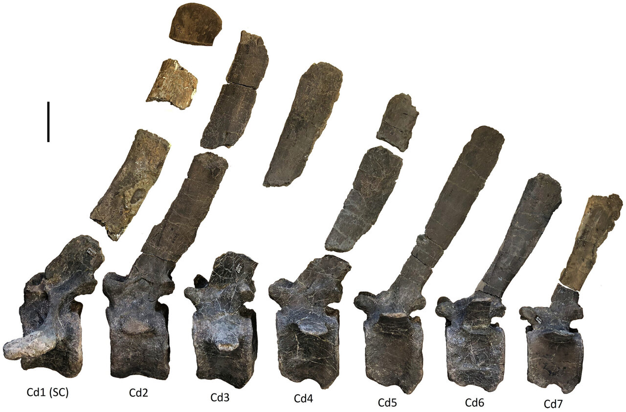 'Striking sail' may have helped dinosaurs find mates, new fossil suggests