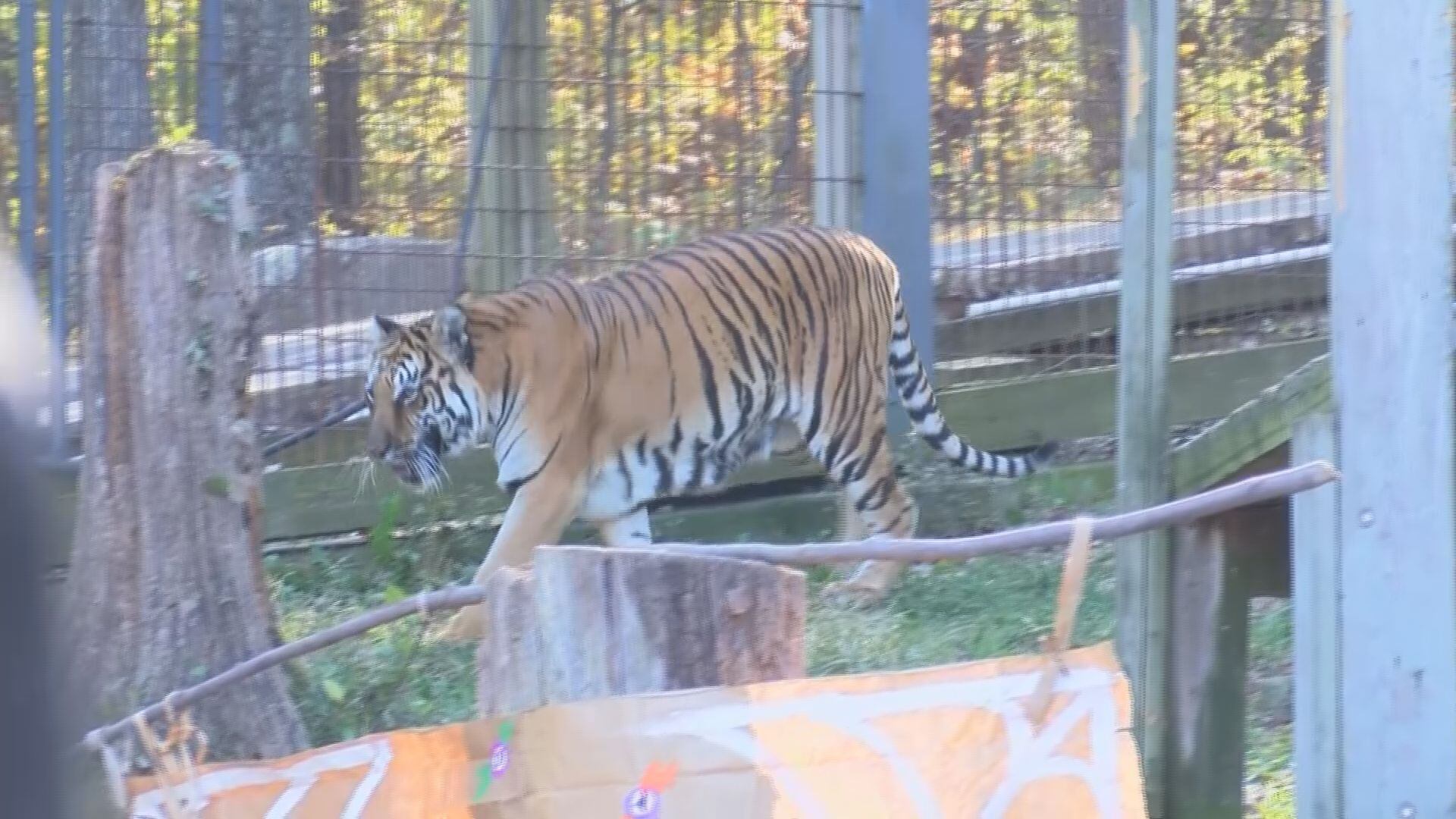 Crown Ridge Tiger Sanctuary set to close