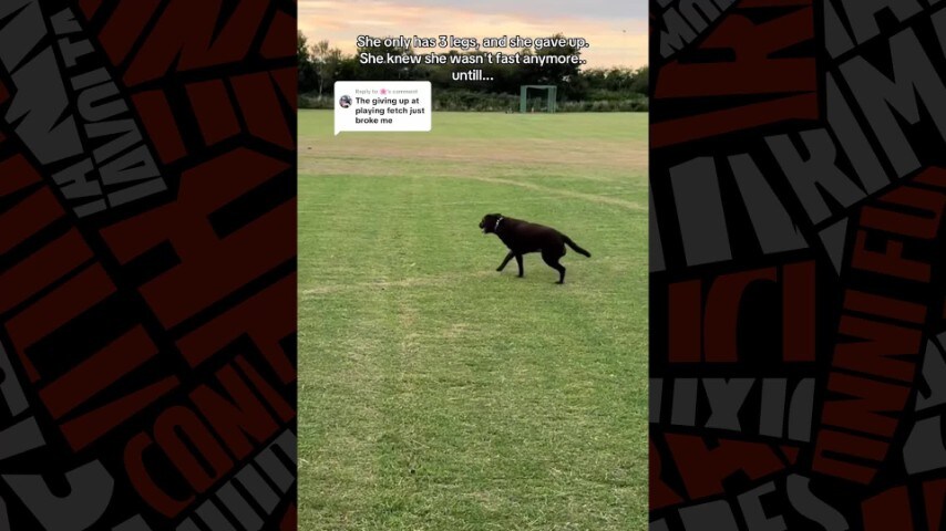 Una cagnolina tripode ha ritrovato la voglia di giocare grazie alla sua ...