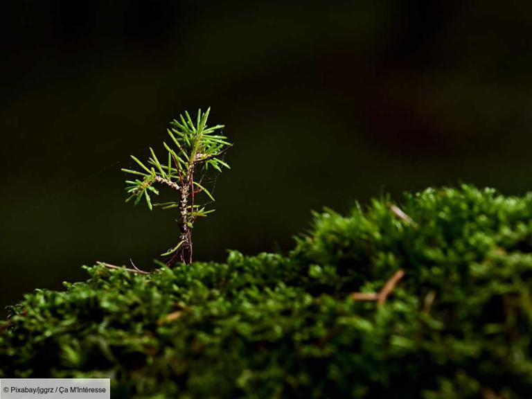 Voici l’arbre le plus petit du monde
