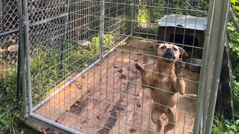 Drugs, guns, money, and 13 dogs seized in Savannah raid; multiple ...