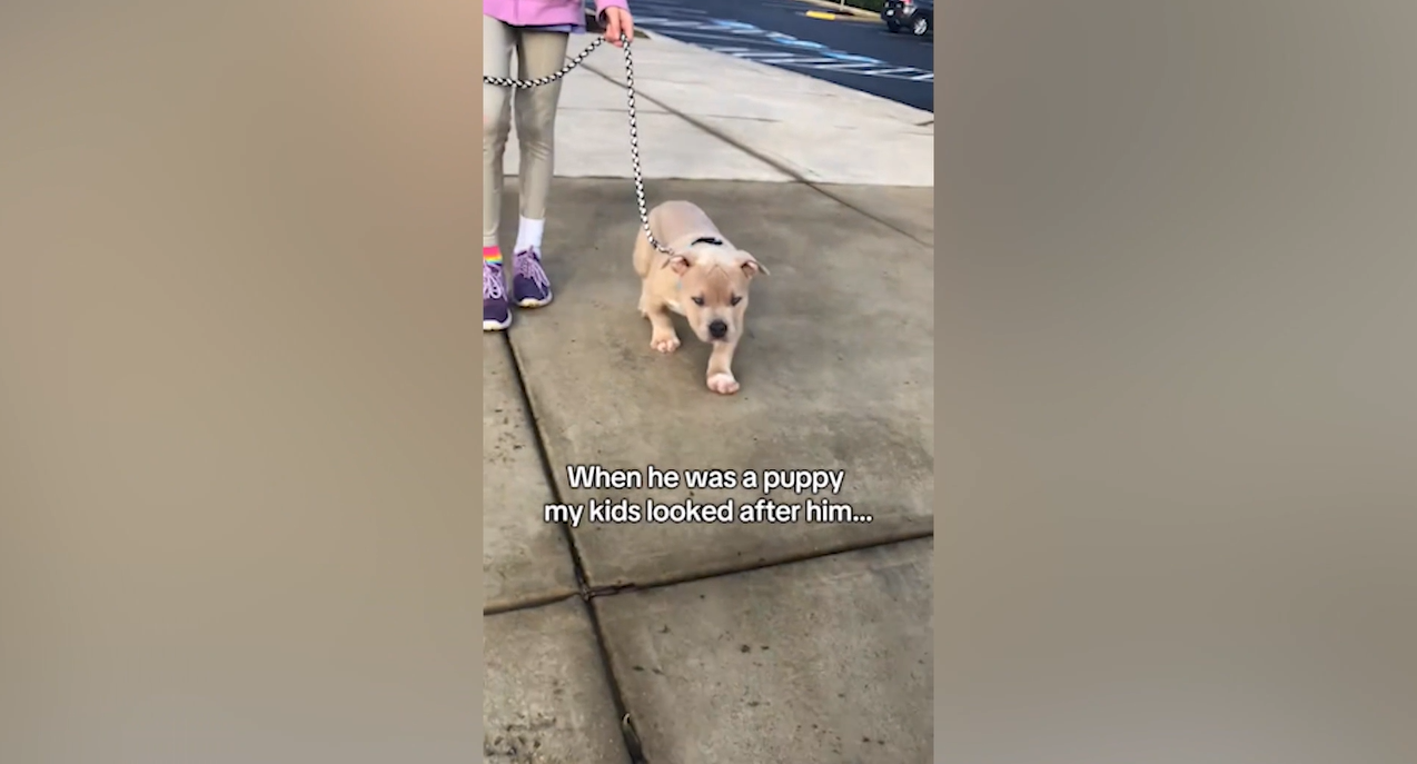 Kids Looked After Dog When He Was Puppy, Now He Protects Them