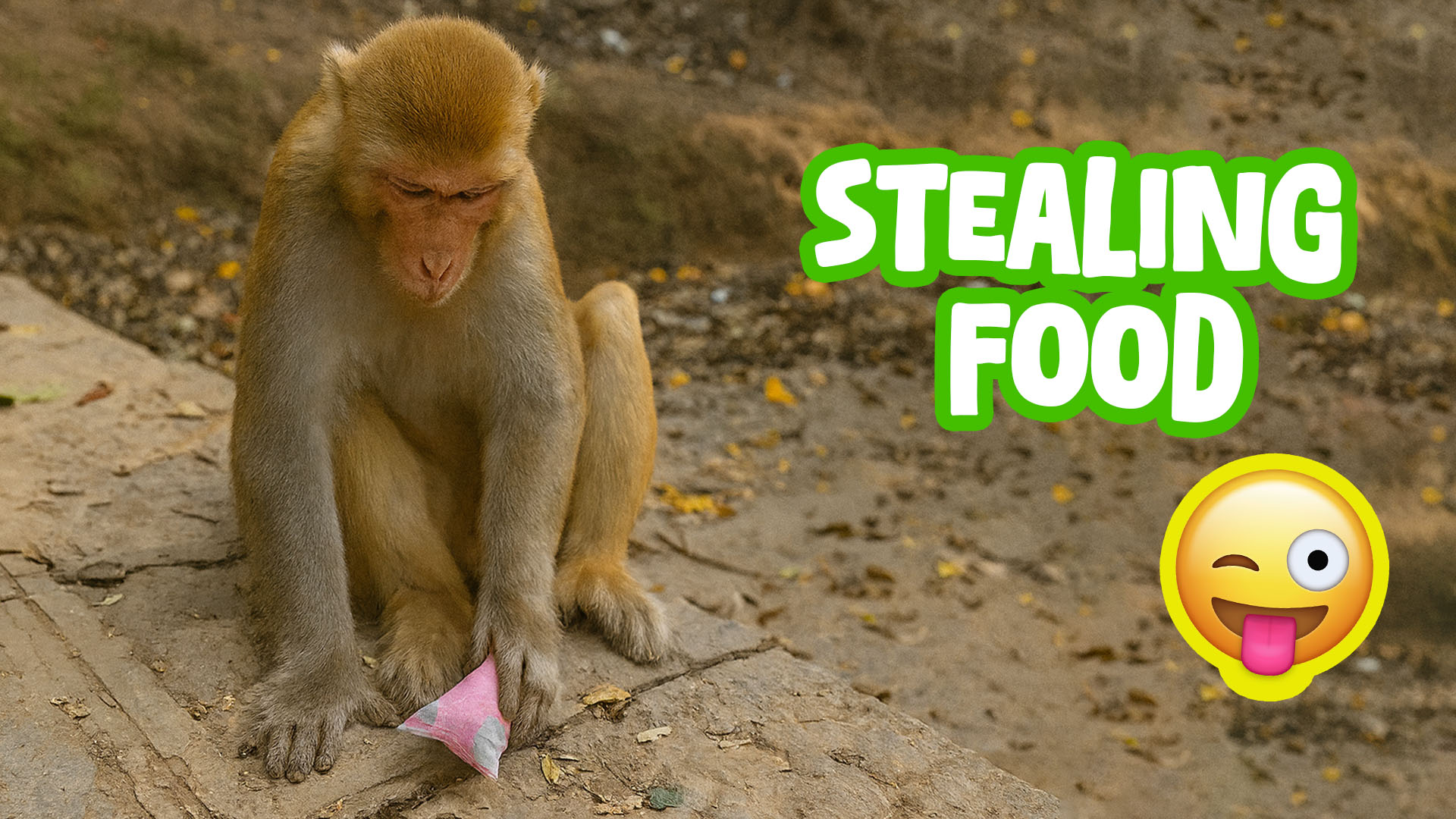 Monkey Sneaking and Stealing Some Food