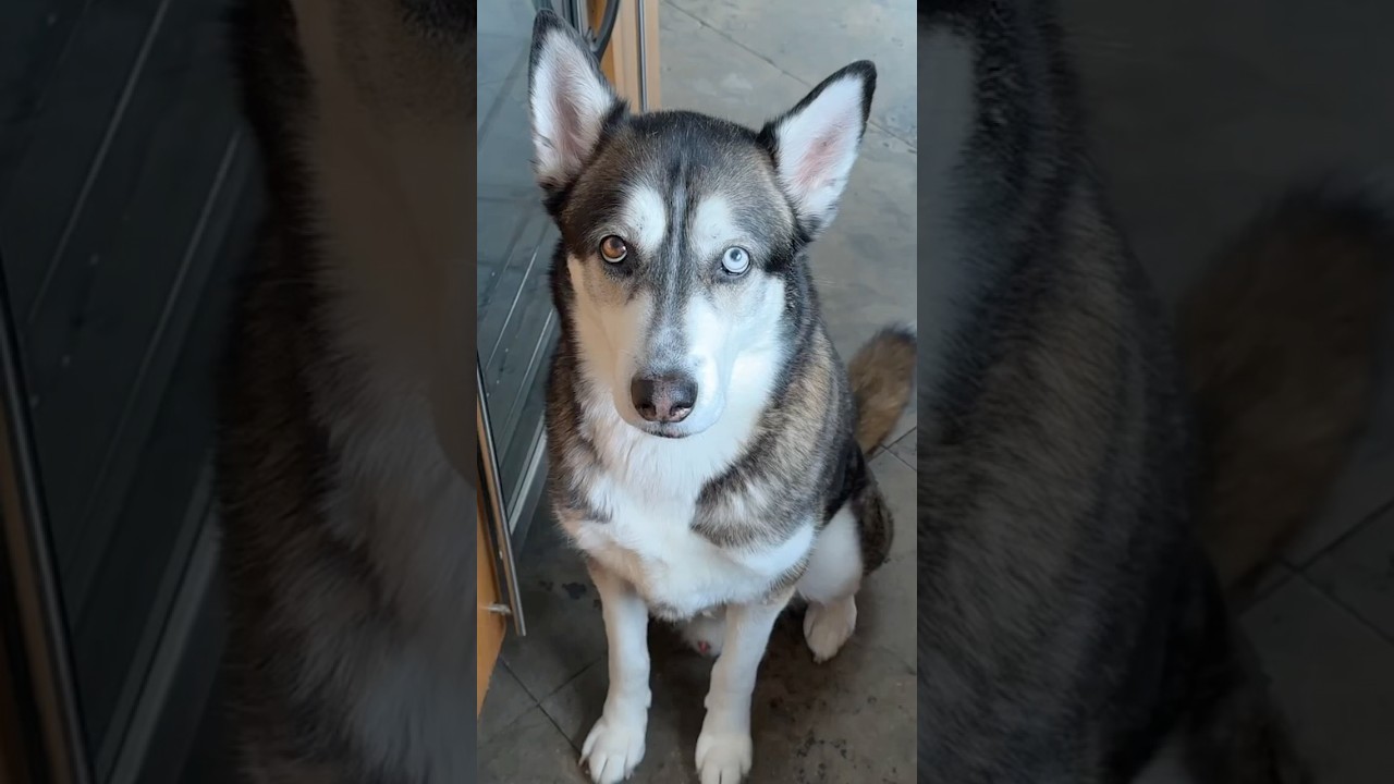 Why One Dog Owner Chooses to Feed Raw Meat