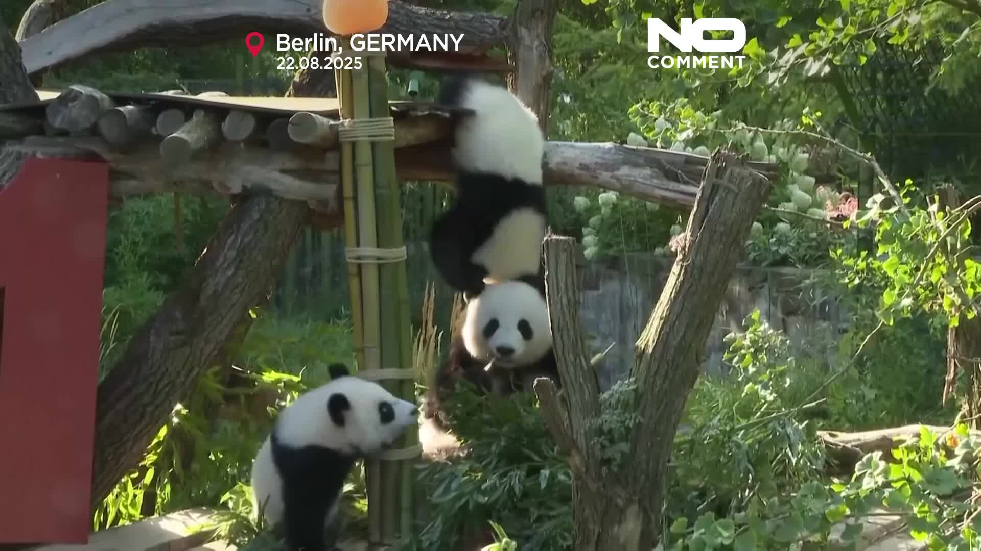 Berlin Zoo panda twins Leni and Lotti celebrate first birthday