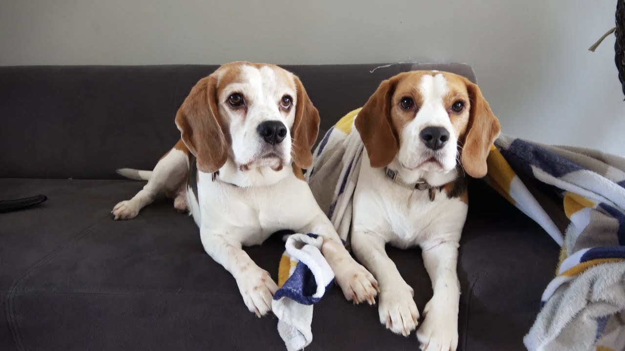 Beagles Always Want to Please Their Humans