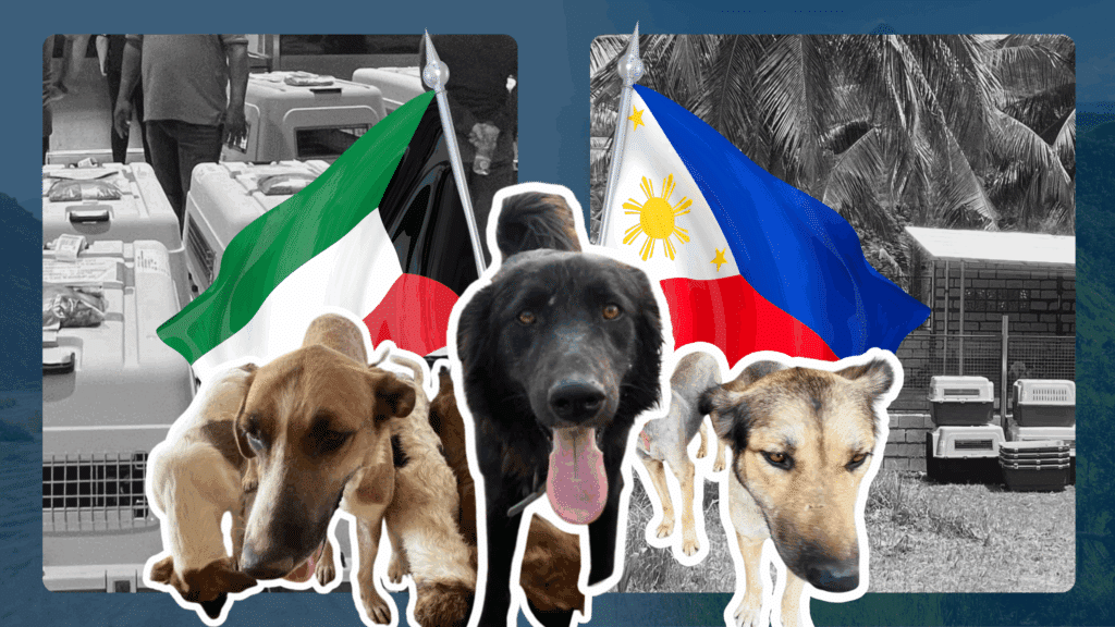 OFW rescues 12 desert dogs from Kuwait, gives them new life in Cebu
