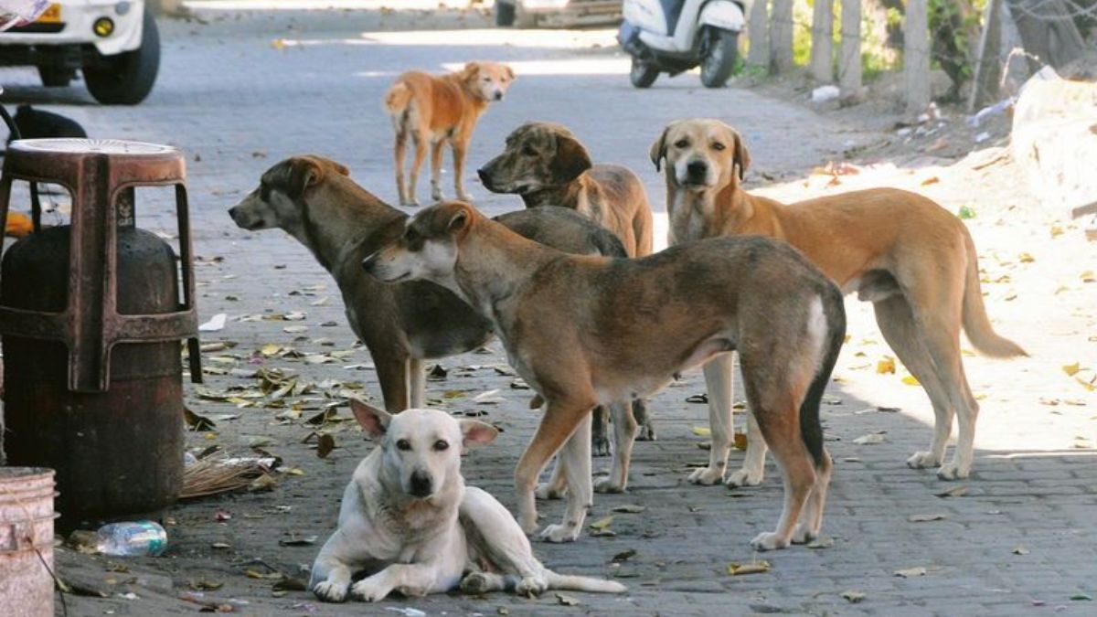 Supreme Court Directs NGOs, Dog Lovers To Deposit Fees To Challenge ...