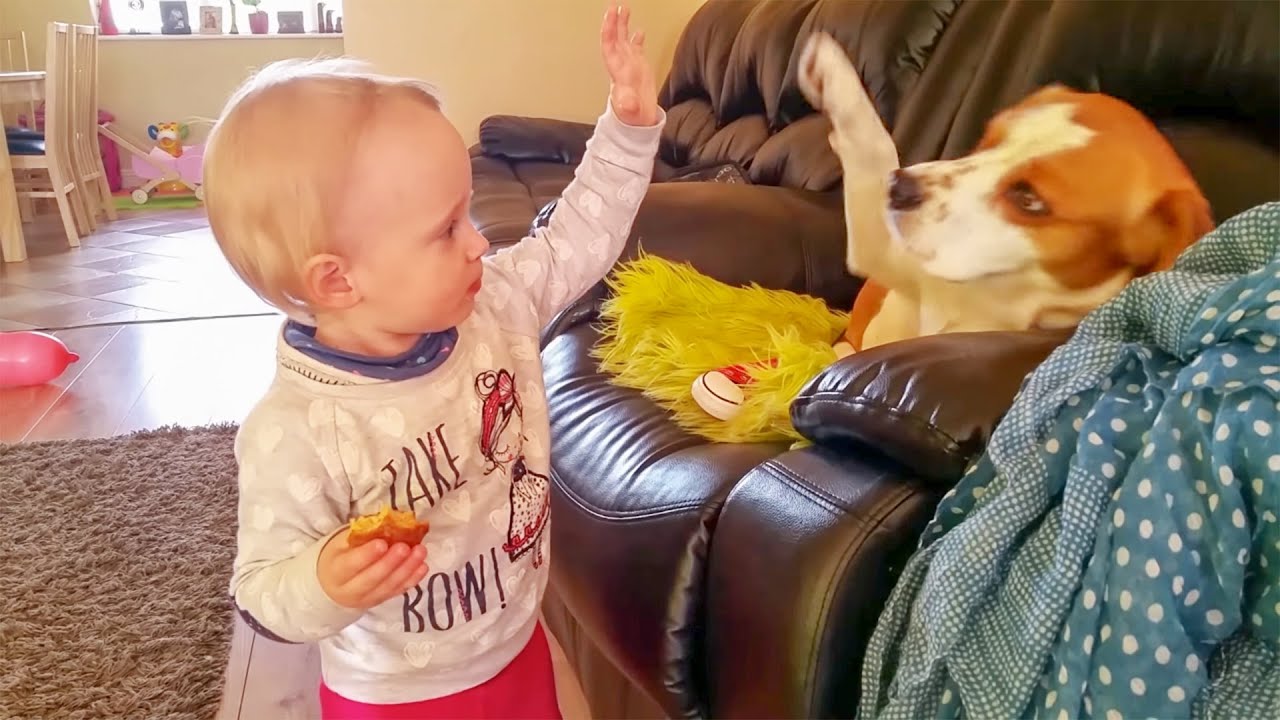 Baby and dog high-five in heartwarming moment